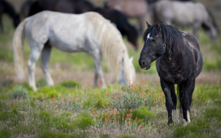Wild Horses Utah Onaqui Herd Outcasts | Photography of Wild Horses ...