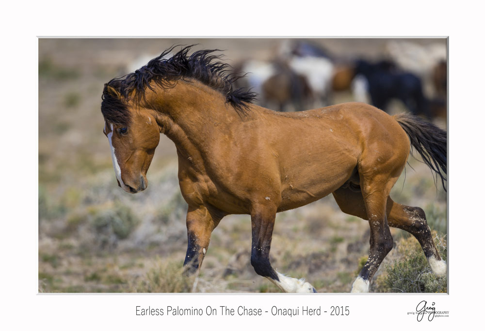 Proud Tan Stallion | Photography of Wild Horses - Onaqui Herd